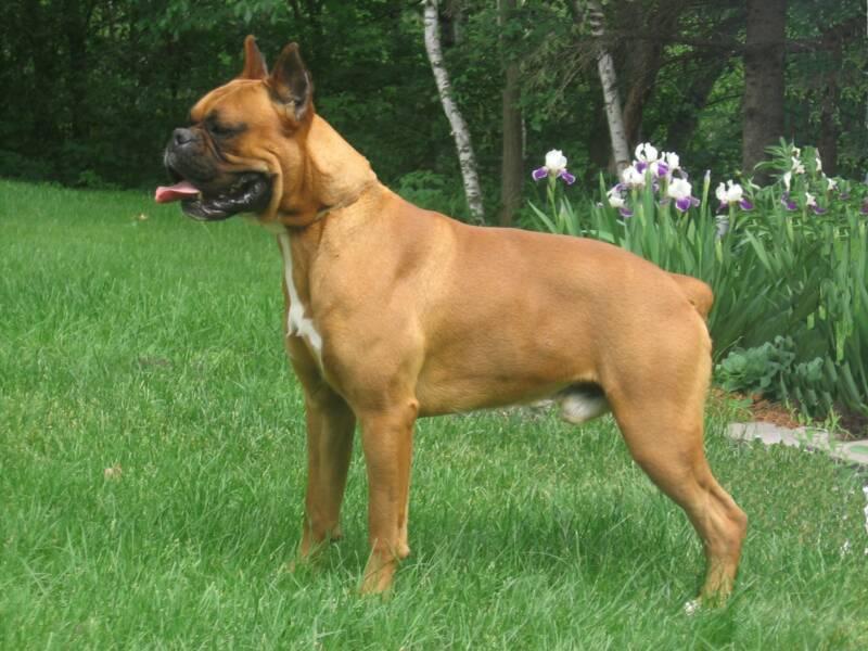 Photos du Boxer - Photos de chiensPhotos de chiens