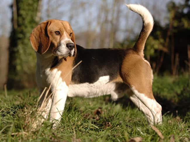 Beagle - Photos de chiens - Chien de chasse par exellencePhotos de chiens